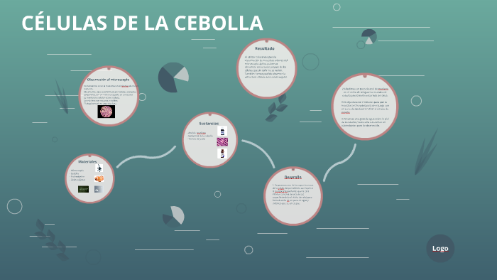 CÉLULAS DE LA CEBOLLA by Andrea Tajadura on Prezi