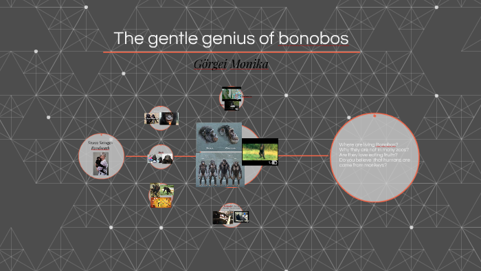 The gentle genius of bonobos by momo monika on Prezi