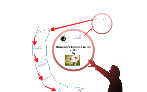Monogastric Digestive System of the Pig. by Alexander Thompson on Prezi