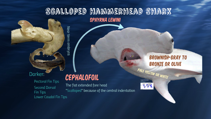 Scalloped Hammer Head Shark by Sam McDonald on Prezi