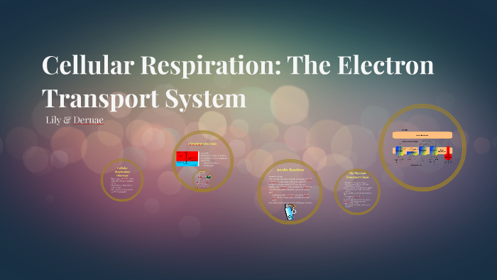 Cellular Respiration: The Electron Transport System by Hilda Boateng on ...