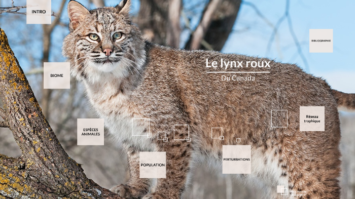 Le lynx roux du Canada by Alice Asselin on Prezi