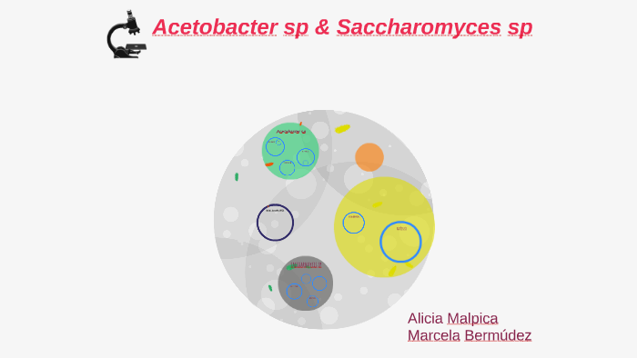 Acetobacter sp & Saccharomyces sp by marcela bermudez on Prezi