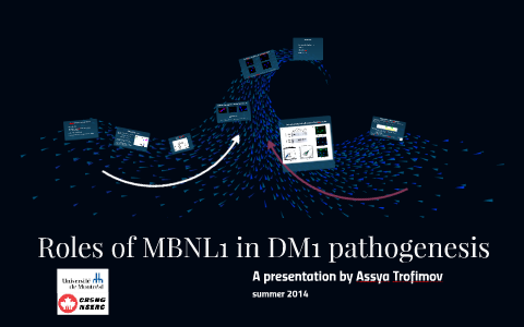 Roles of MBNL1 in DM1 pathogenesis by no name on Prezi