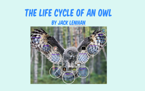 The life cycle of an owl by Melanie Hybinett on Prezi