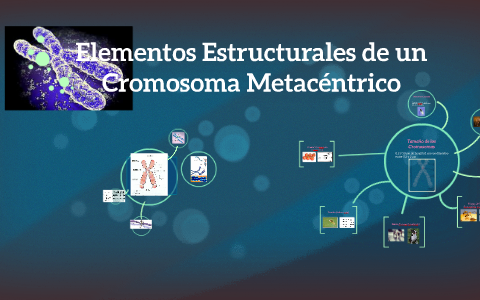 Elementos Estructurales de un Cromosoma Metacéntrico by angie lopez on ...