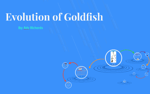 Evolution of Goldfish by Adalyn Richards on Prezi