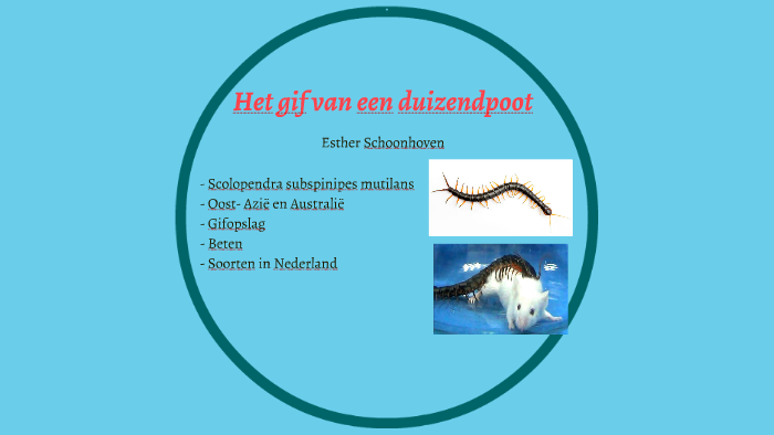 Het gif van een duizendpoot by Esther Schoonhoven on Prezi