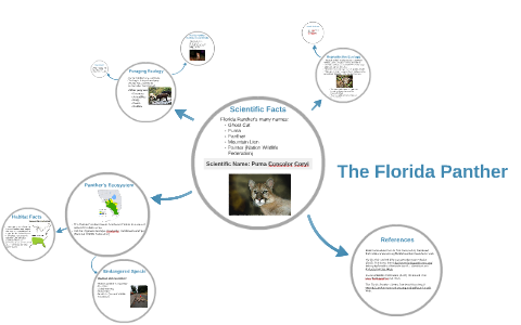The Florida Panther by Fernando Cordova on Prezi