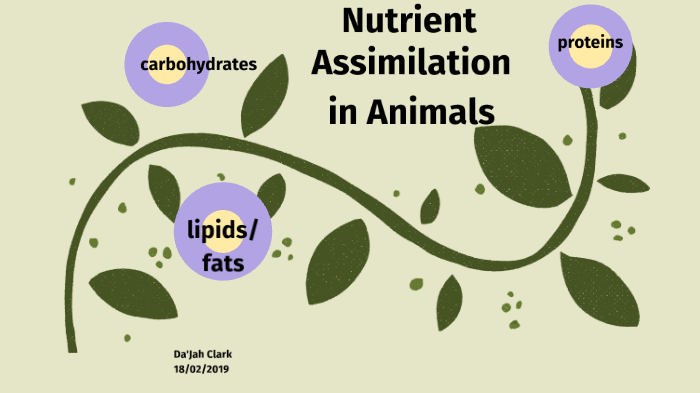 Nutrient Assimilation in Animals. by Da'Jah Clark on Prezi