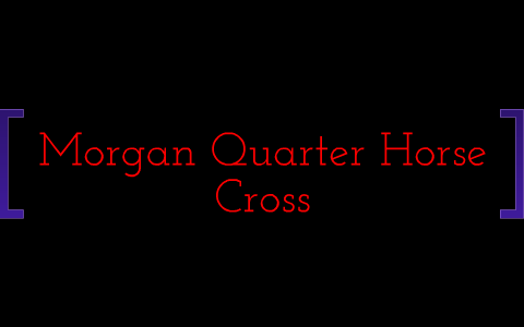 Morgan Quarter horse cross by Manessa Miller on Prezi
