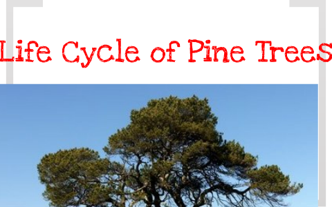 Life Cycle of Pine Trees by Jesse Seabolt on Prezi