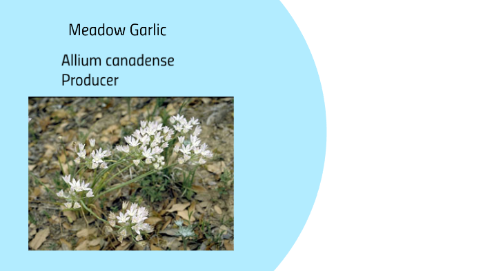 1.05 Alabama Food Web by Wesleigh Jane Whitfield on Prezi