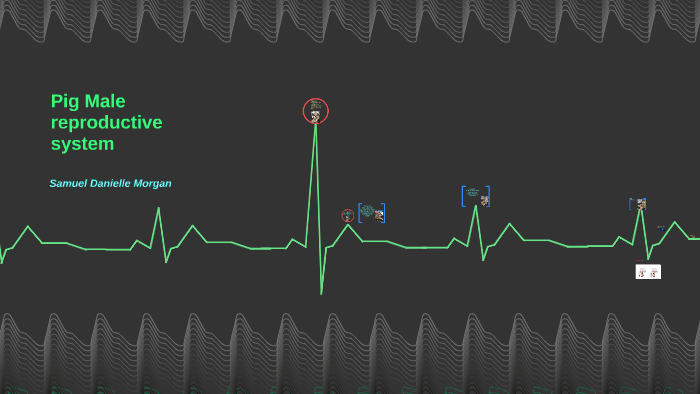 Pig Male reproductive system by Sam Buchinger on Prezi