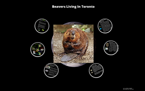 BEAVERS ECOYSYSTEM IN TORONTO by austin keeler on Prezi