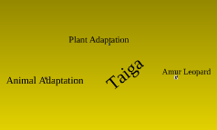 Taiga by Donavan rose on Prezi