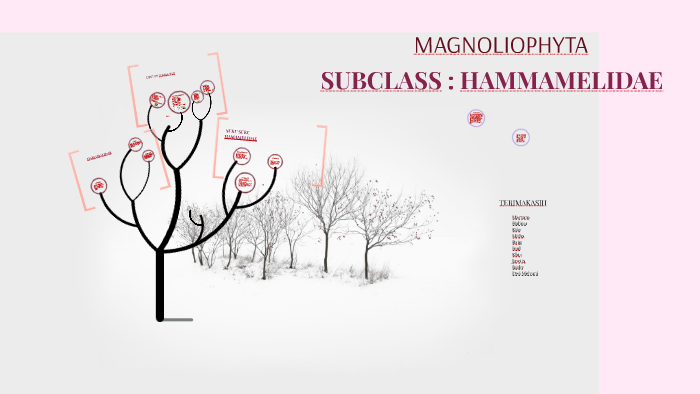 SUBCLASS : HAMMAMELIDAE by Arya Ganggas on Prezi