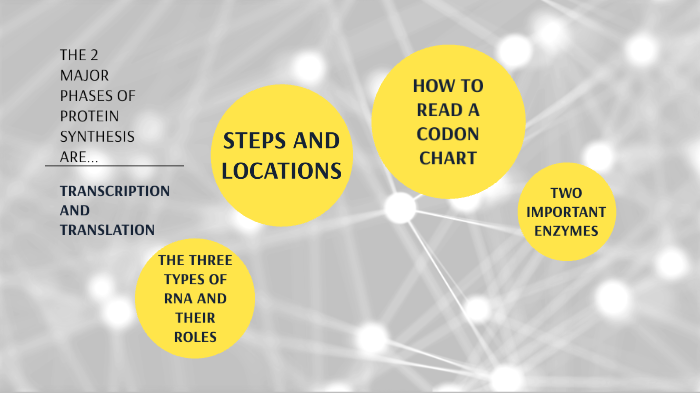 Protein Synthesis Project by shay johnson on Prezi