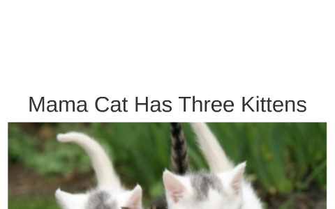 Mama Cat Has Three Kittens by Jamie Allen on Prezi