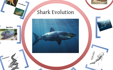 Evolution of sharks by Zach Green on Prezi