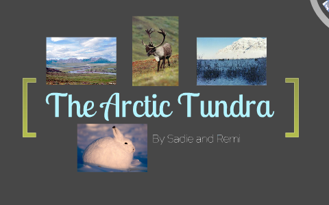 Arctic Tundra Biology Project by Sadie Sorenson on Prezi