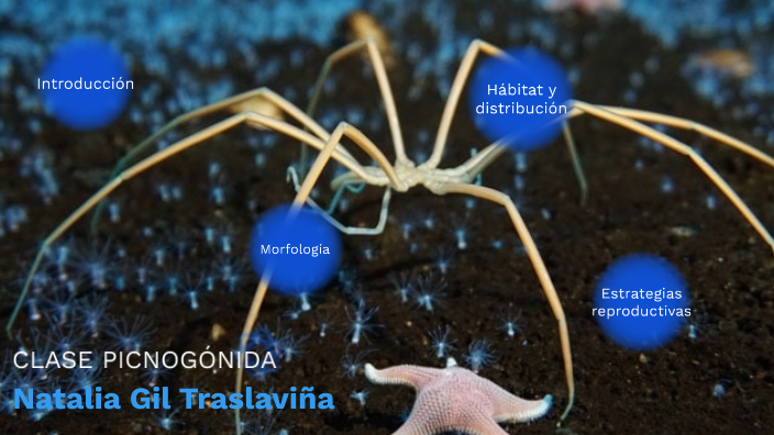 Picnogónidos by natalia Gil Traslavina on Prezi