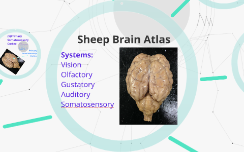 Sheep Brain Atlas by Rebecca Webster on Prezi