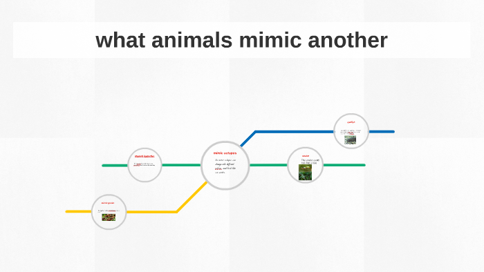 what animals mimic another by Melissa Collier on Prezi
