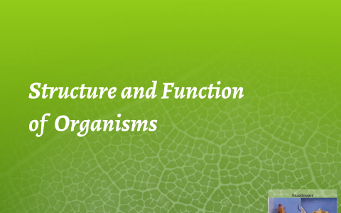 Structure and Function of Organisms by Juliana Concepcion on Prezi