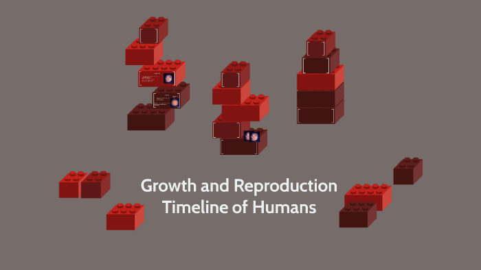 Growth and Reproduction Timeline of Humans by Joshua Pargeter on Prezi
