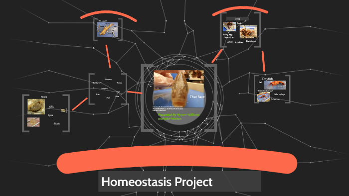 Homeostasis Project by John Walton