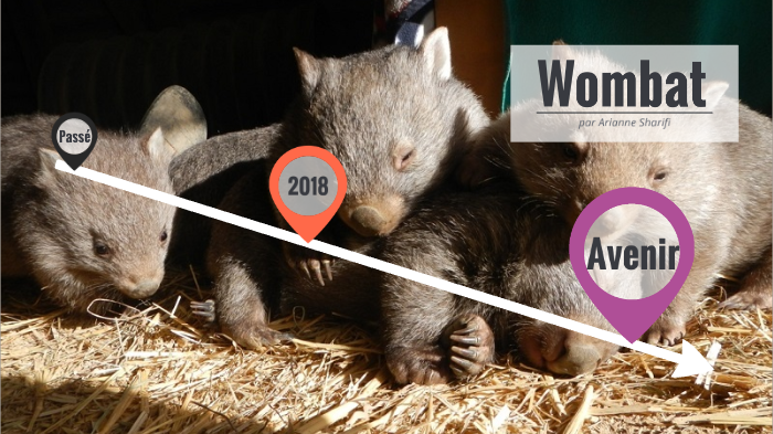 Évolution - Nez du wombat by Arianne Sharifi on Prezi