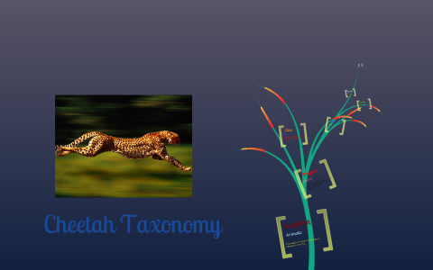 Cheetah Taxonomy by Arturo Alejandro on Prezi