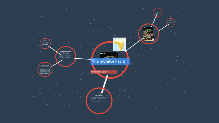 Nile monitor lizard by connor devitt