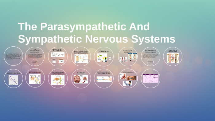 The Parasympathetic And Sympathetic Nervous Systems by Tina Cramer on Prezi