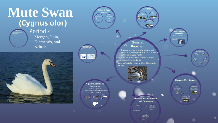 Mute Swan by Morgan Whelan on Prezi