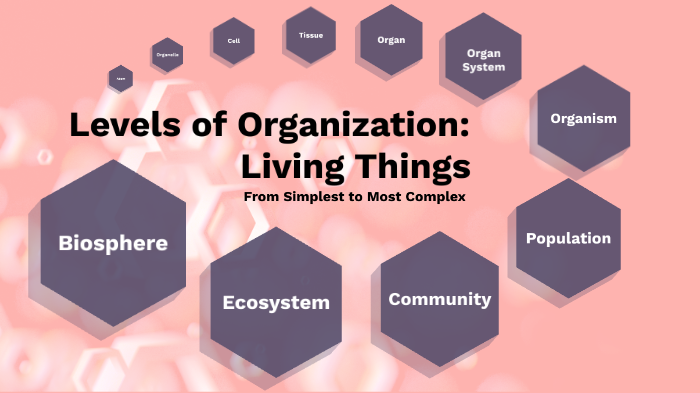 Levels Of Organization By Bjorn Matanguihan levels-of-organization-by-bjorn-matanguihan