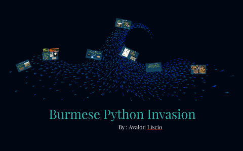 Burmese Python Invasion by on Prezi