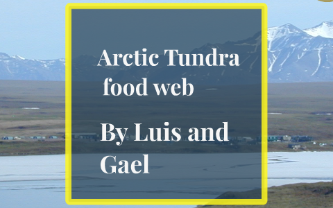 Arctic Tundra food web by Gael Navarro on Prezi