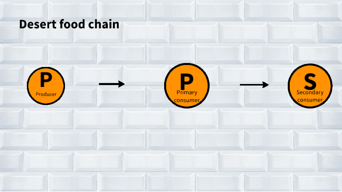 Desert Food Chain by Trevor Hasselbacher on Prezi