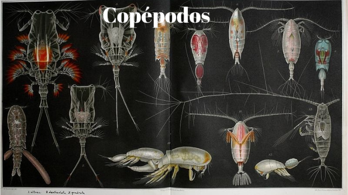 Copepodos by Yesica de la Canal on Prezi