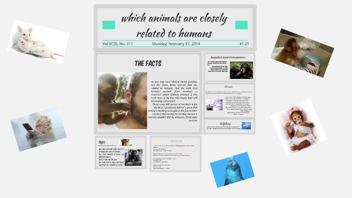 which animals are closely related to humans by tbgraham87 7804087 on Prezi