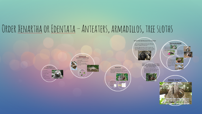 Order Xenartha or Edentata – Anteaters, armadillos, tree slo by Lara Bracht on Prezi