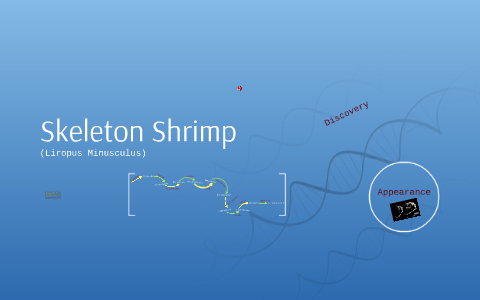 Skeleton Shrimp by J. A. on Prezi