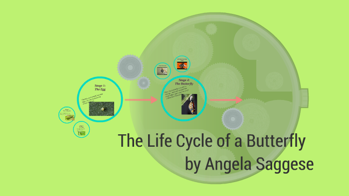 The Life Cycle of a Butterfly by Angela Saggese on Prezi