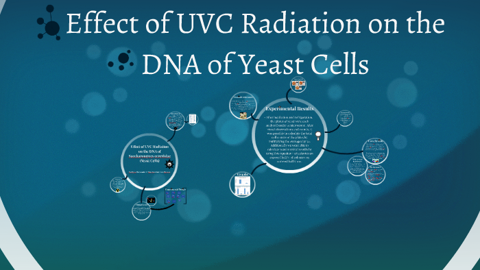 Effect of UVC Radiation on the DNA of Yeast Cells by Kaitlyne Hernandez ...