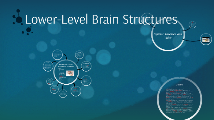 Lower-Level Brain Structures by Grace Leahy on Prezi