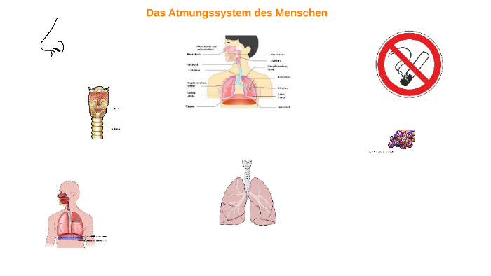 Das Atmungssystem des Menschen by Philip Hölzl on Prezi