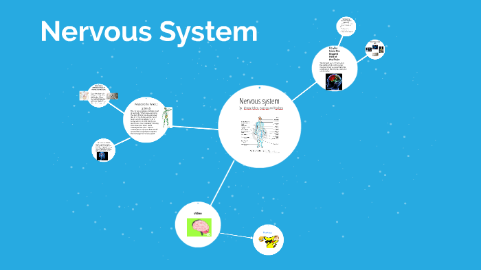 Nervous system by manav sandhu on Prezi