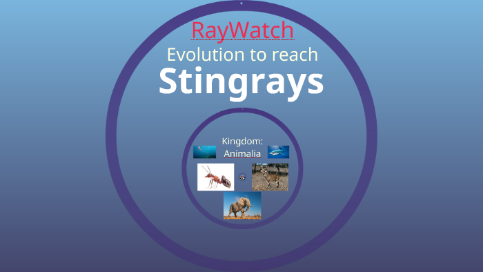 Evolution of Stingrays by Mason Russell on Prezi